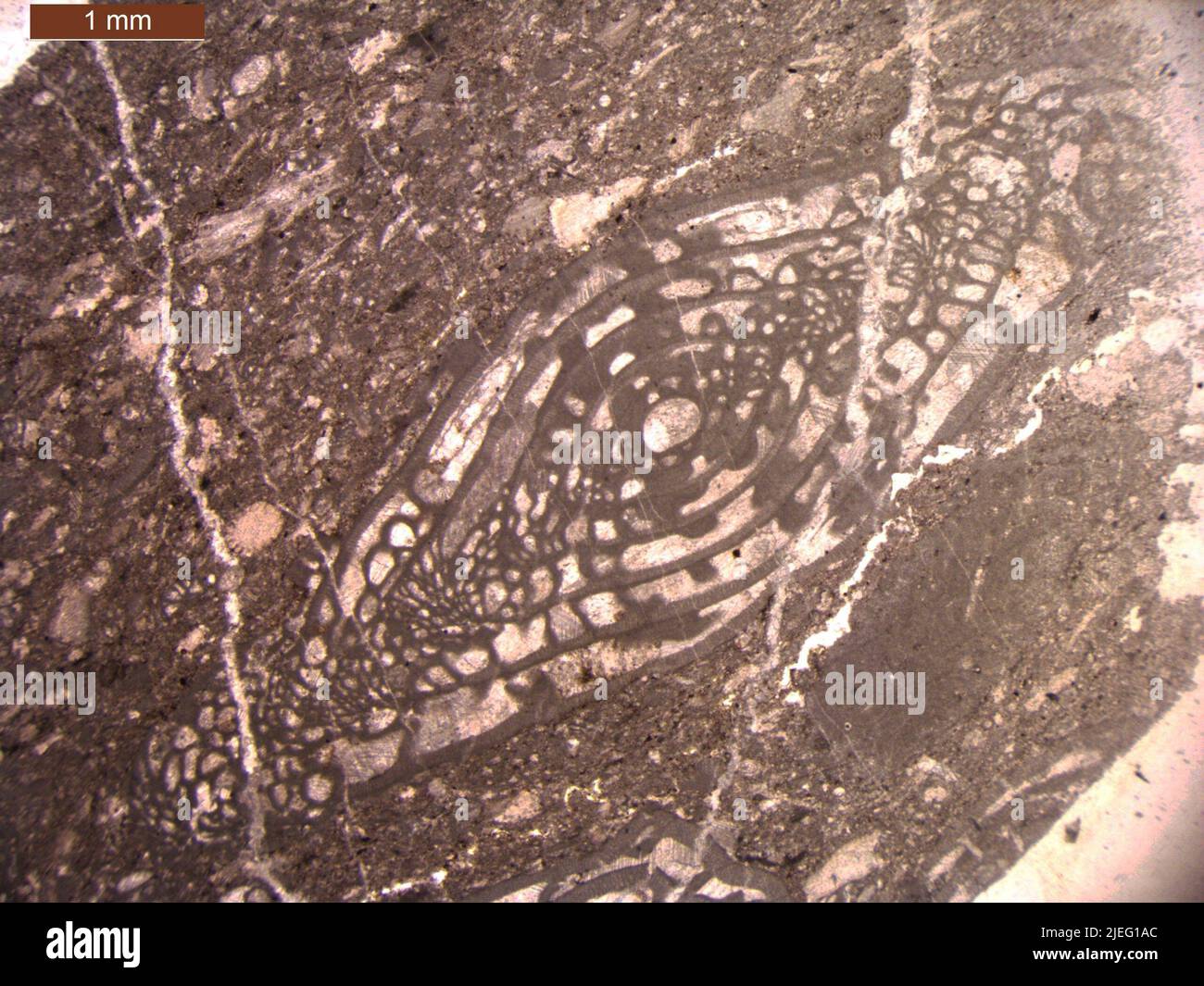 Triticites meeki moller protista hi-res stock photography and images ...