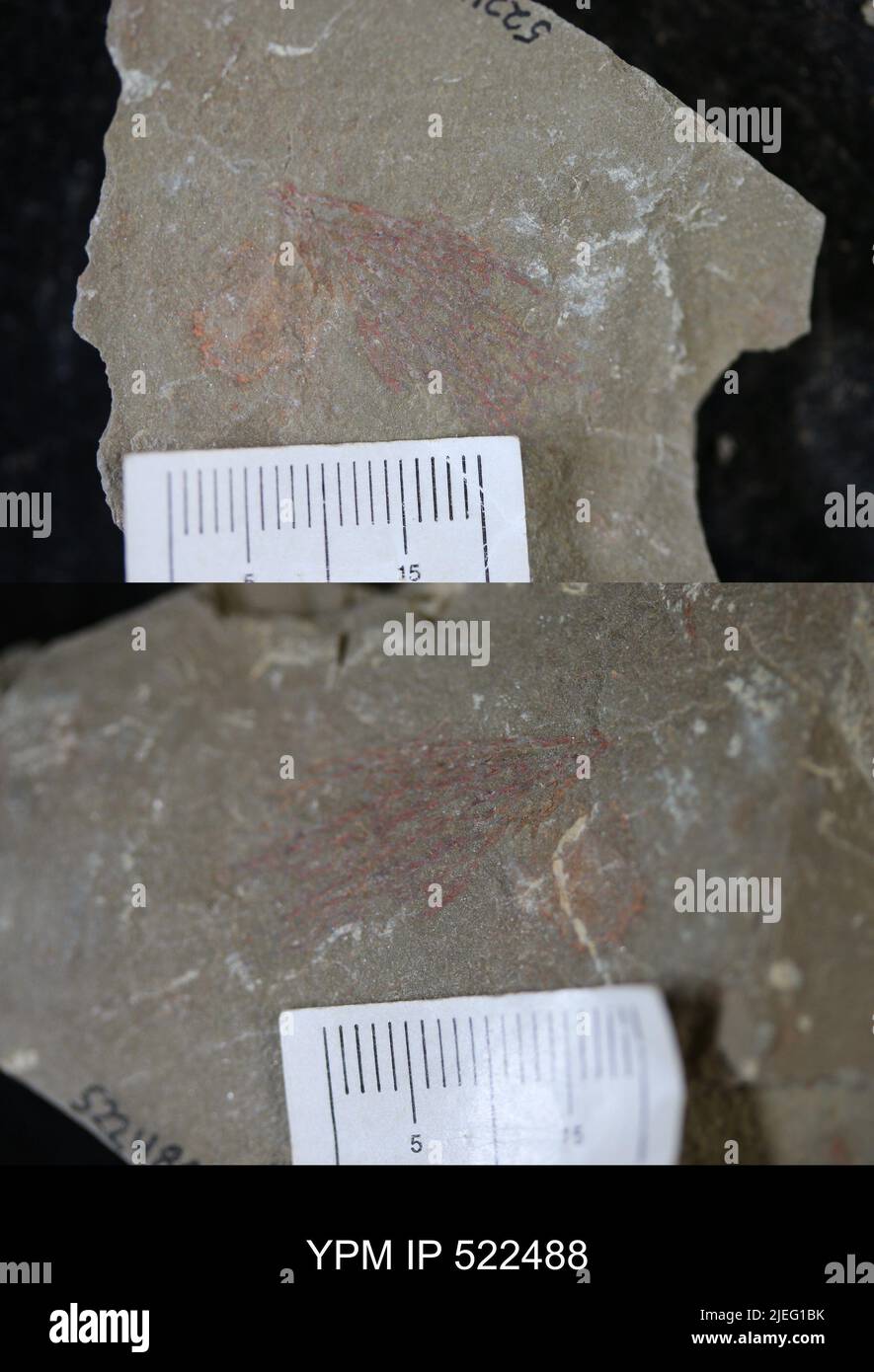 Dendroidea hi-res stock photography and images - Alamy