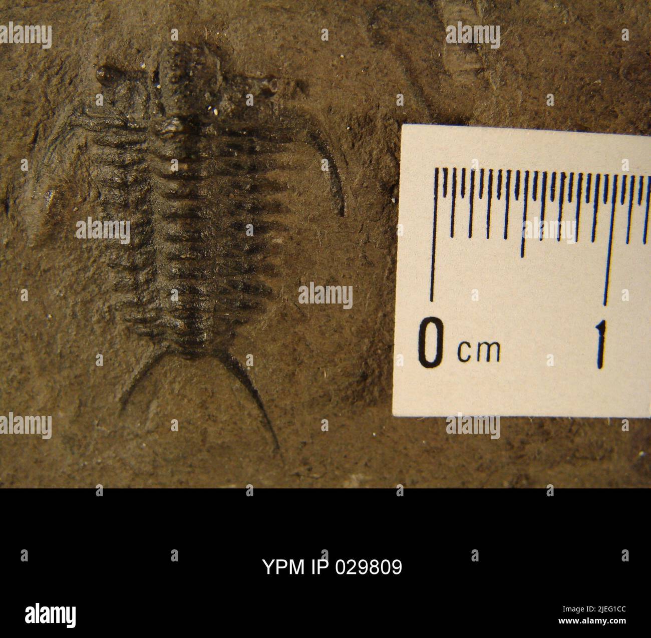 1832 animalia hi-res stock photography and images - Alamy