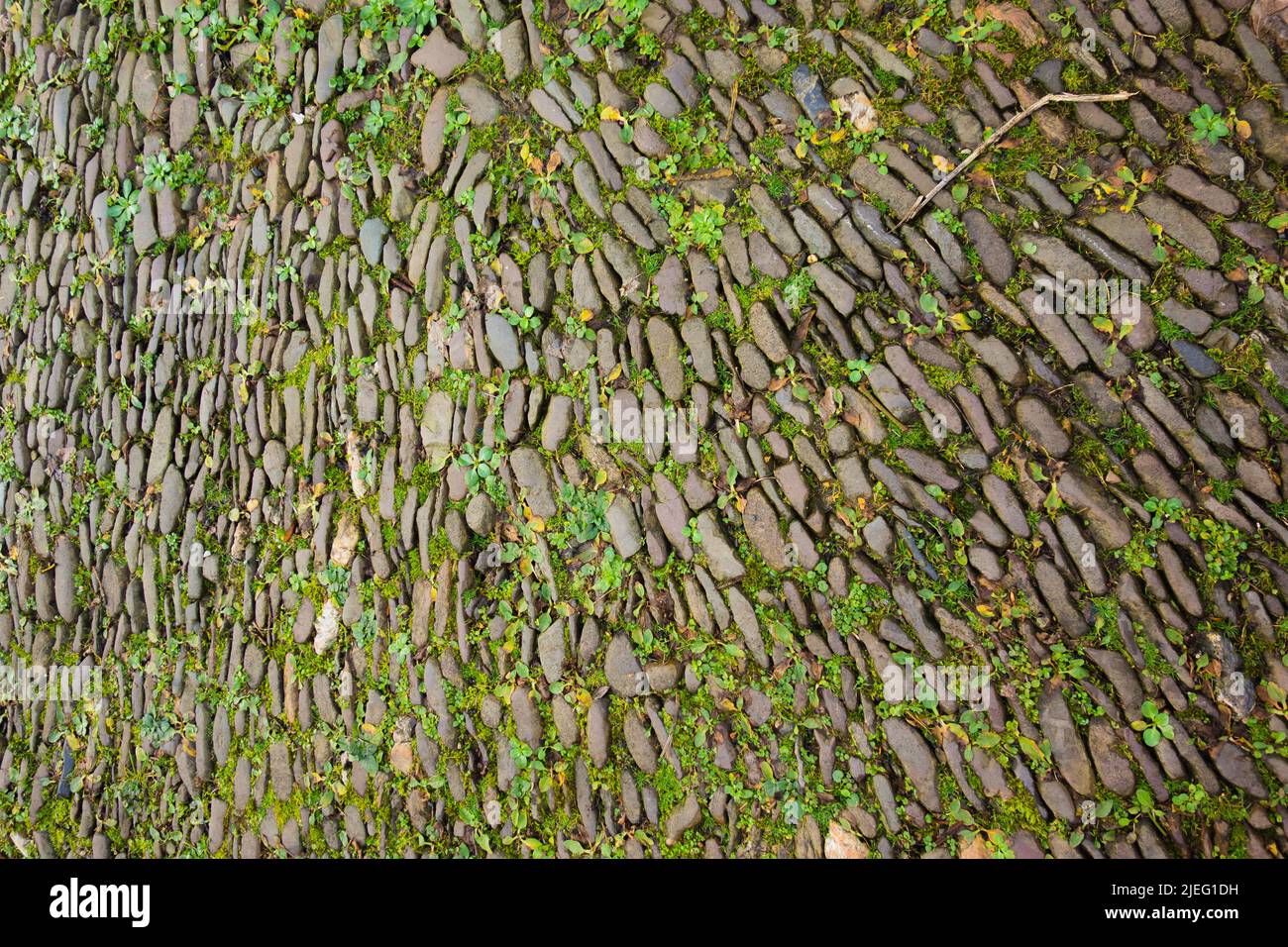 traditional cobblestone path in need of repair and cleaning of the ...