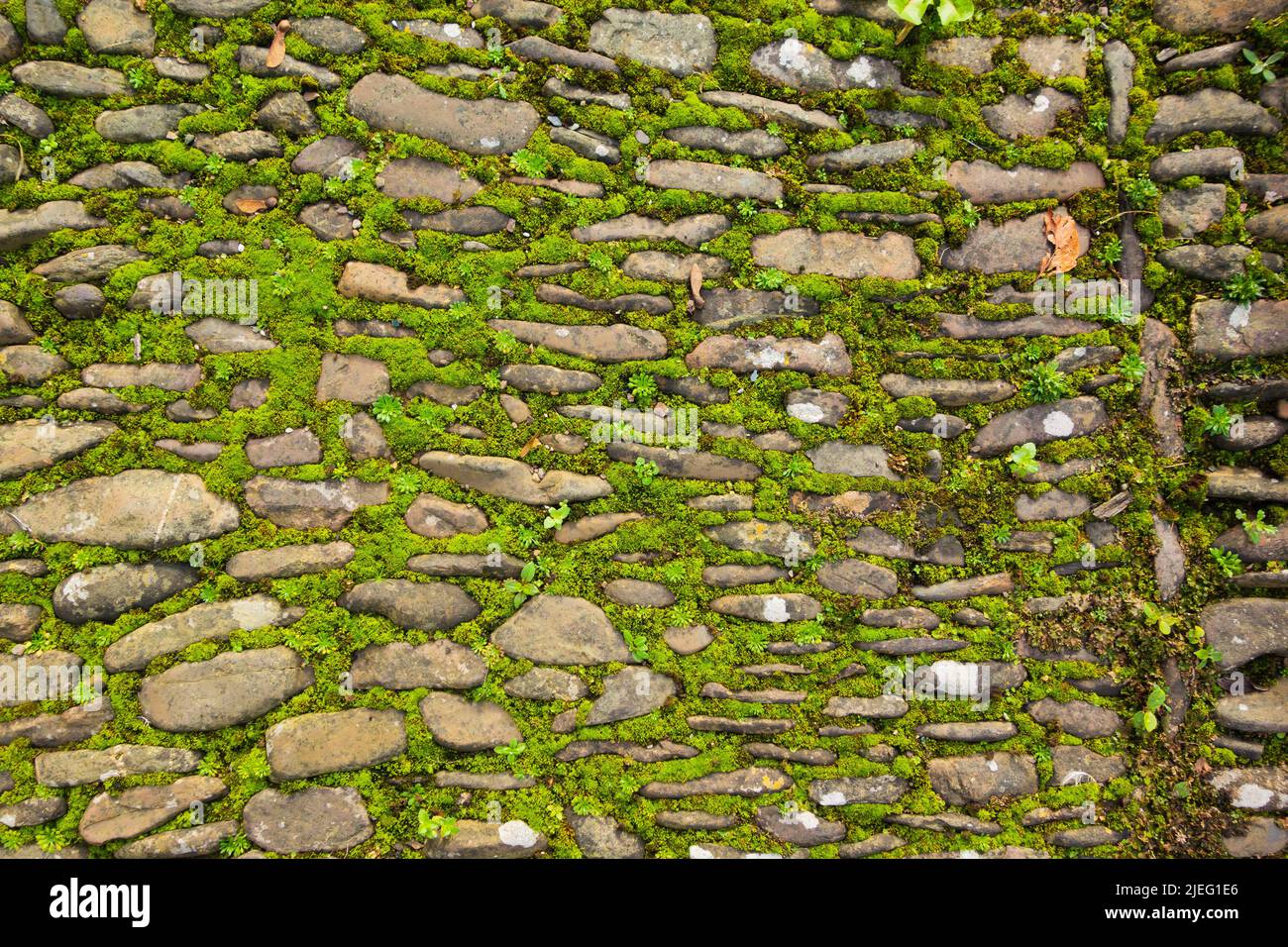traditional cobblestone path with weeds and moss growing in the cracks ...