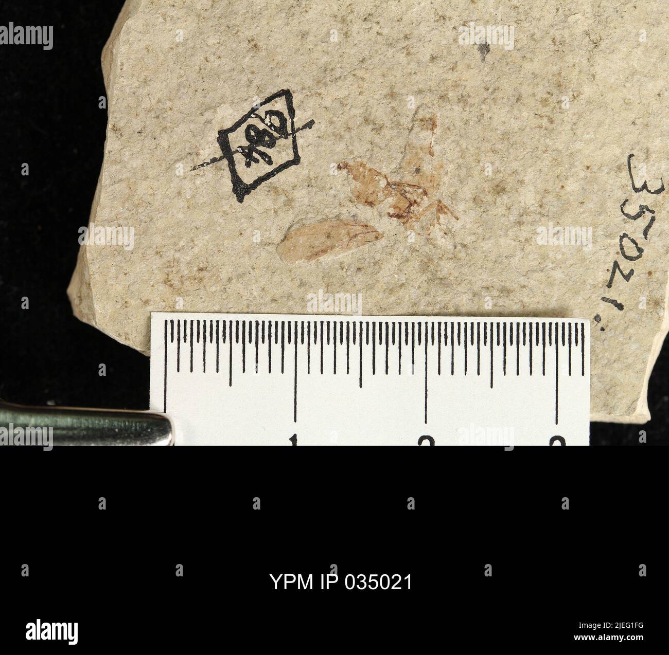 Diptera. IPC.01733: Wyoming. Uinta County. Evanston. Coll: Schoomaker ...