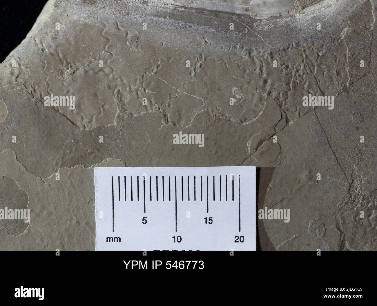 Ichnofossil footprint hi-res stock photography and images - Alamy