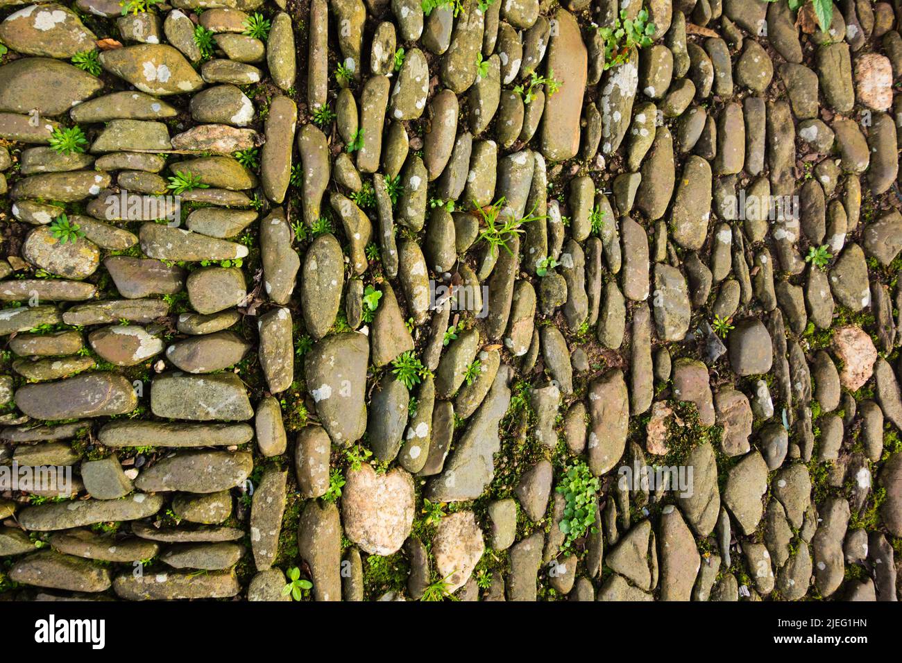 traditional cobblestone path with weeds growing in the cracks with ...
