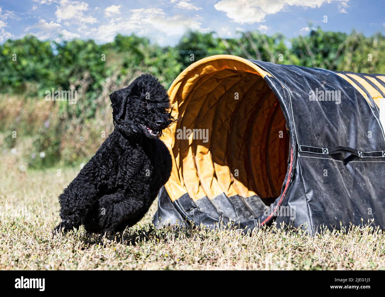 training of agility for competition in an obedience club Stock Photo ...