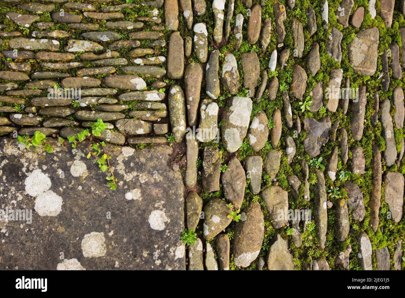 traditional cobblestone path with weeds growing in the cracks with ...