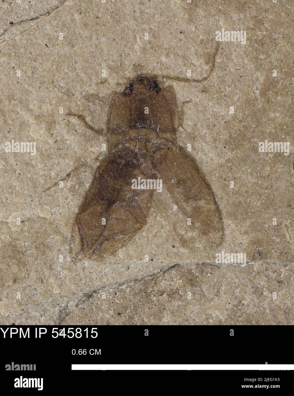 Coleoptera insects hi-res stock photography and images - Alamy