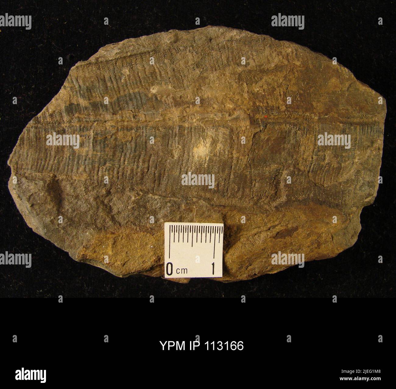 Conularia hi-res stock photography and images - Alamy