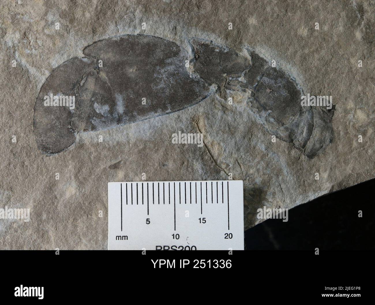 Paleoarthropods hi-res stock photography and images - Alamy