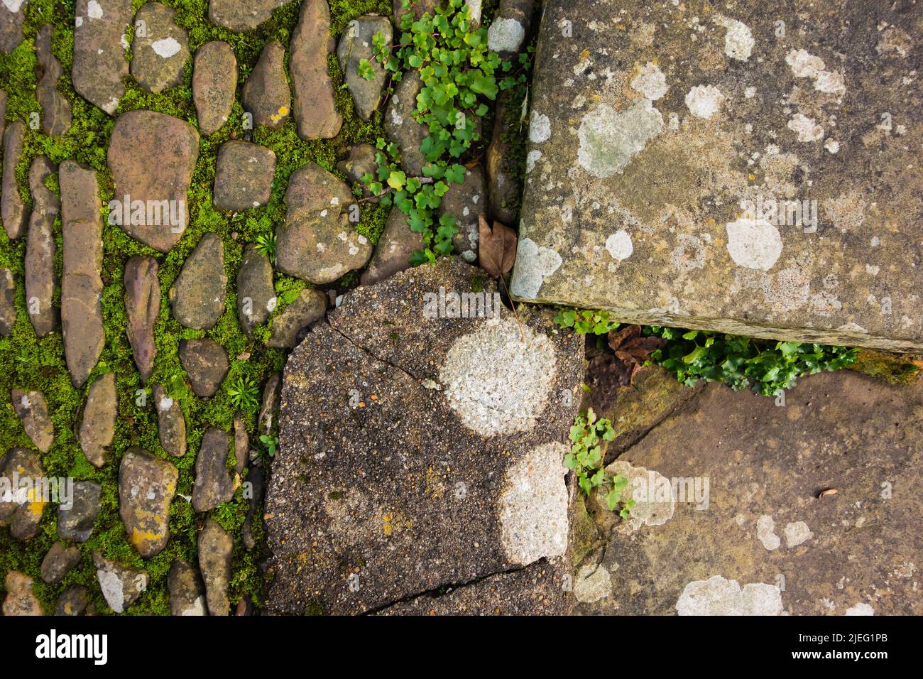 traditional cobblestone path with weeds growing in the cracks with two ...