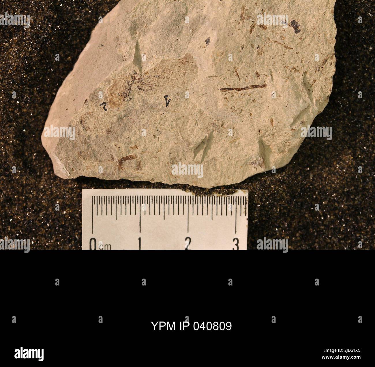 Undet ephemeroptera animalia hi-res stock photography and images - Alamy