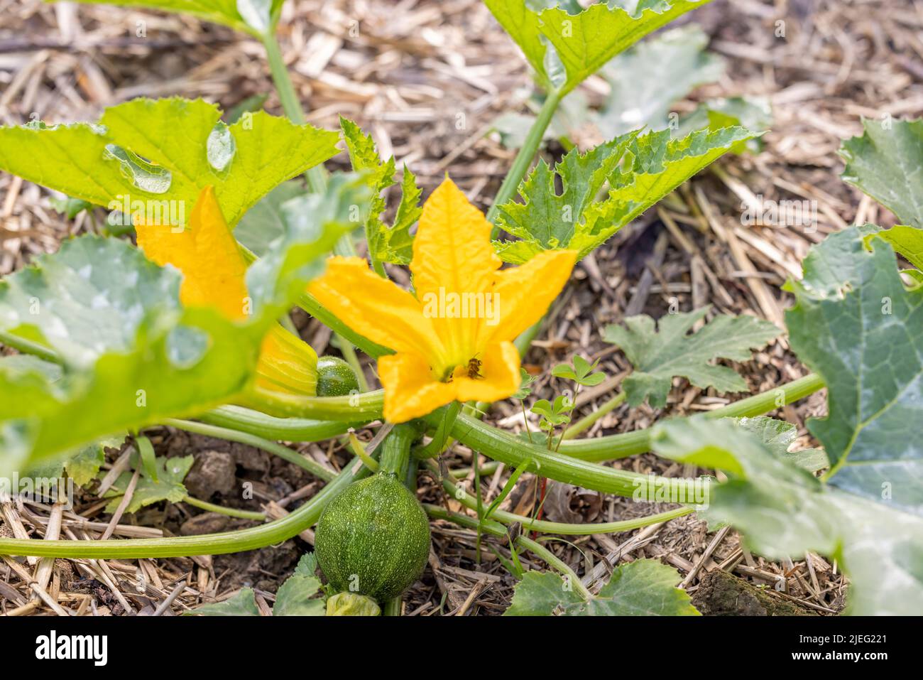 Round zucchini plant in the garden Stock Photo - Alamy