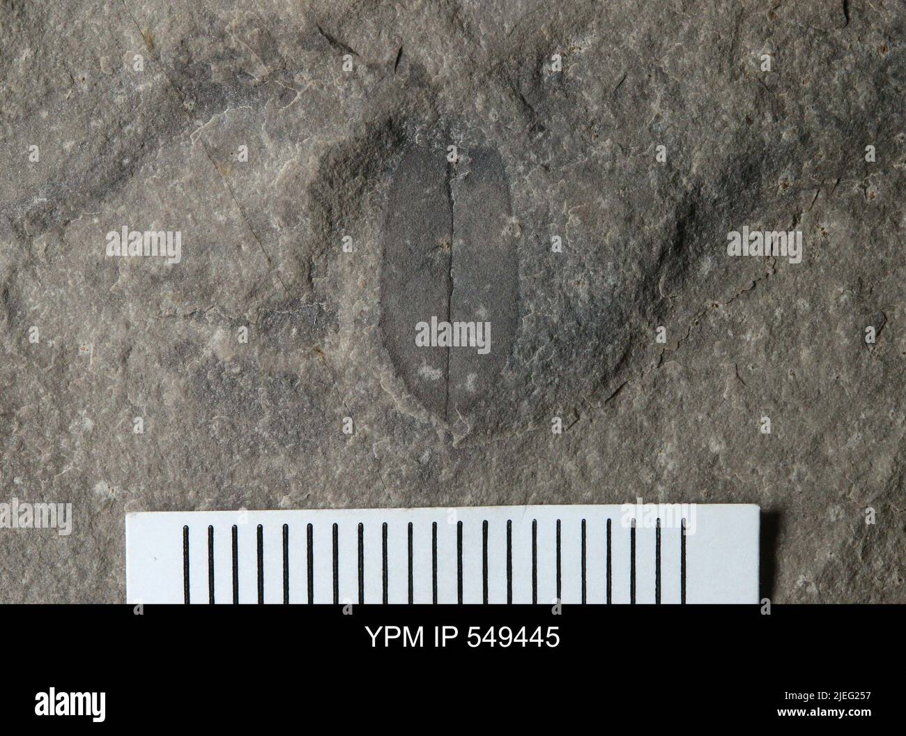 Pterygotus hi-res stock photography and images - Alamy