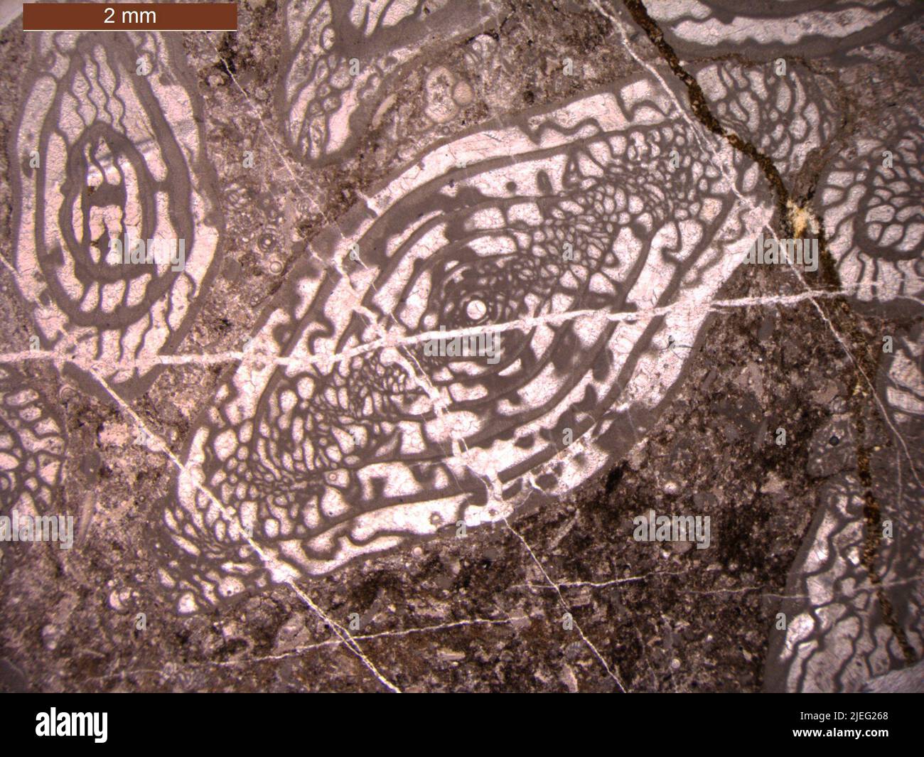 Triticites creekensis thompson protista hi-res stock photography and ...