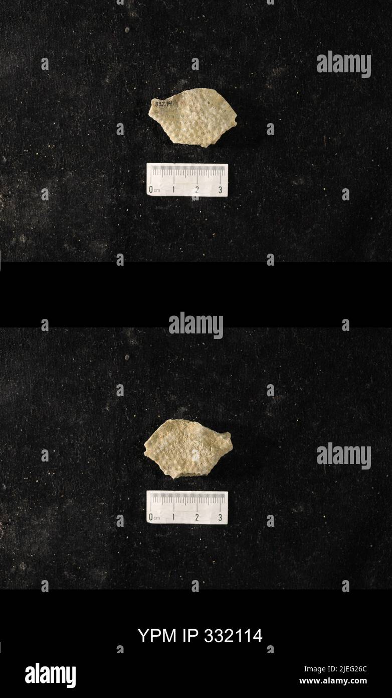 Constellaria sp animalia hi-res stock photography and images - Alamy