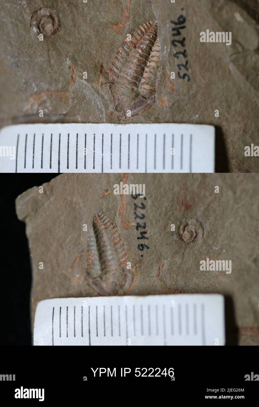 Undet trilobita animalia hi-res stock photography and images - Alamy