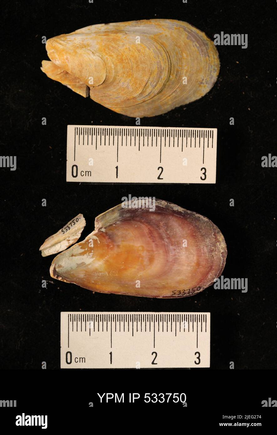 Modiolus modiolus hi-res stock photography and images - Alamy