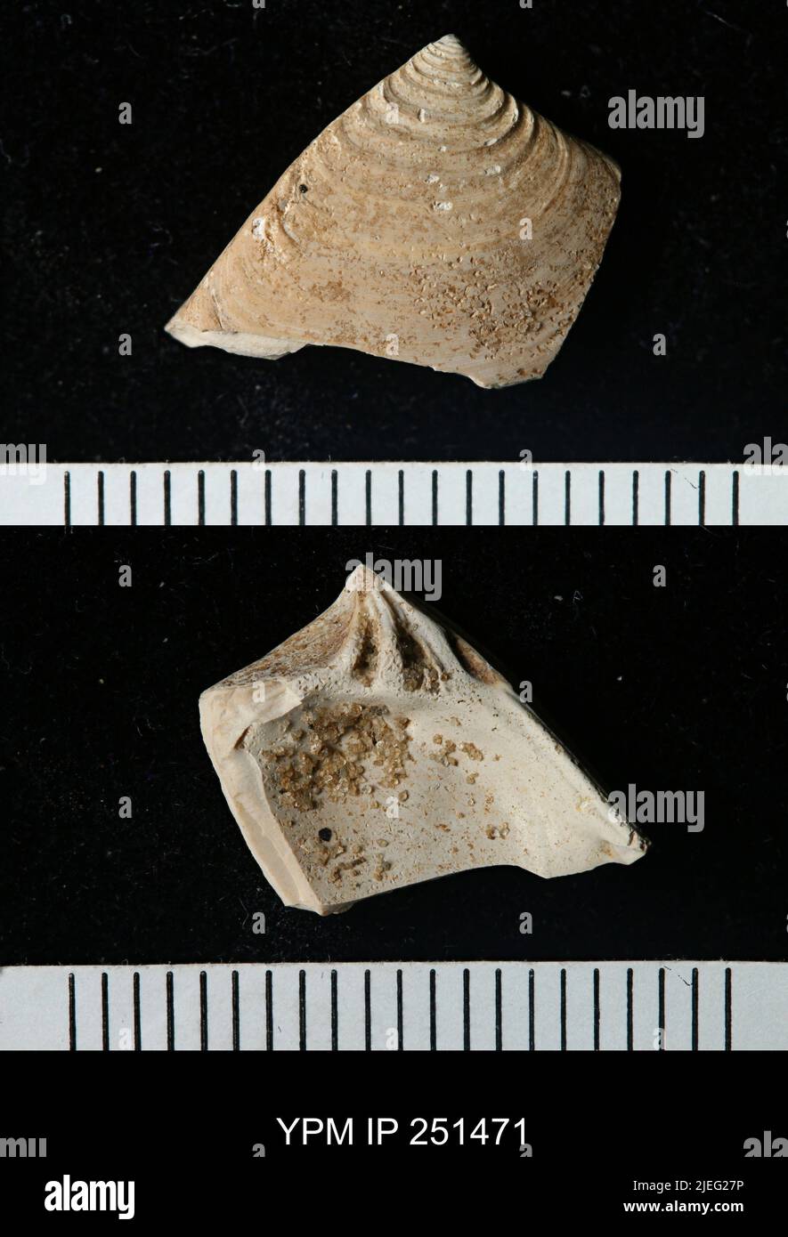 Astarte cuneiformis animalia hi-res stock photography and images - Alamy