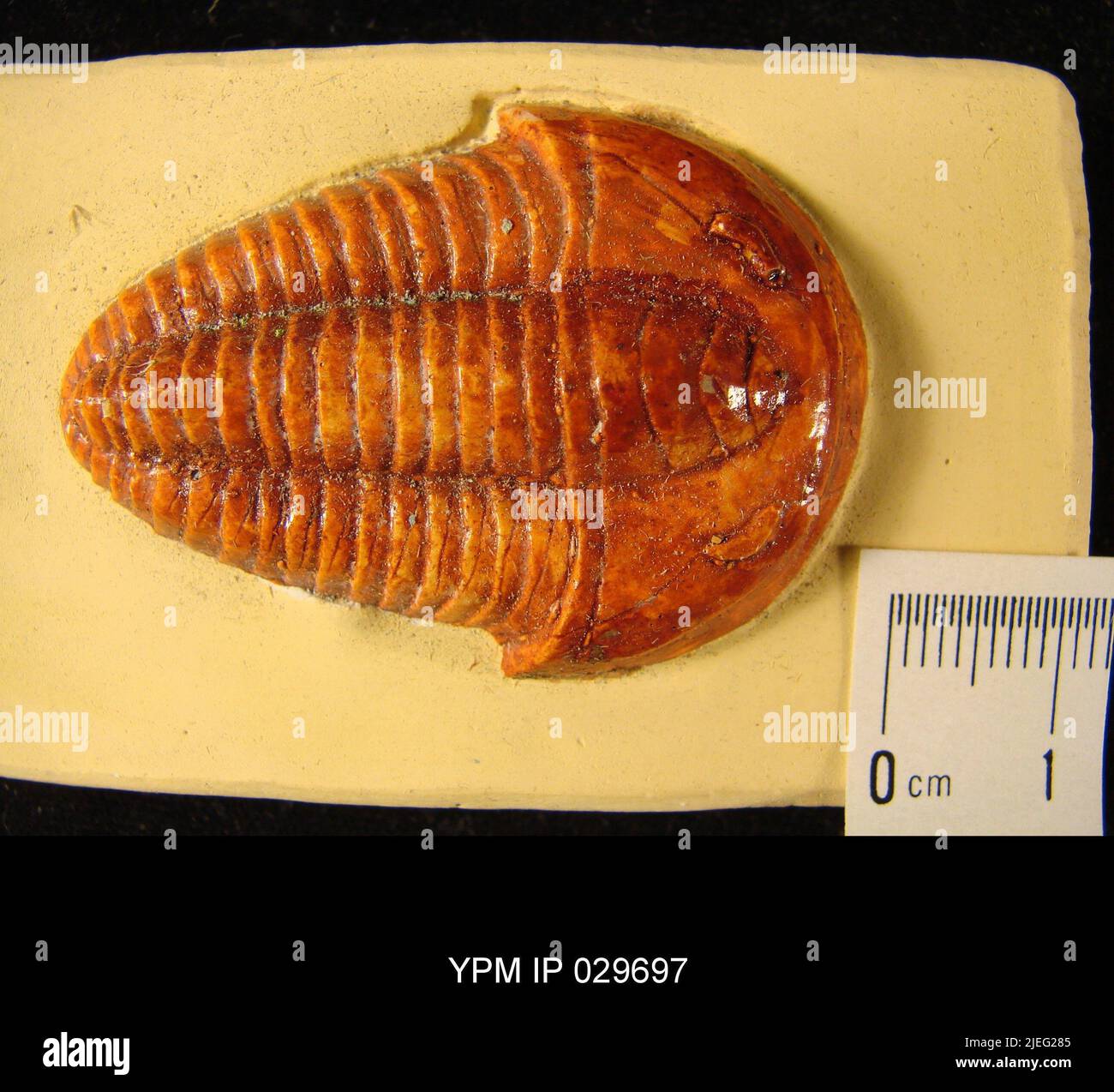 Olenus cataractes animalia hi-res stock photography and images - Alamy