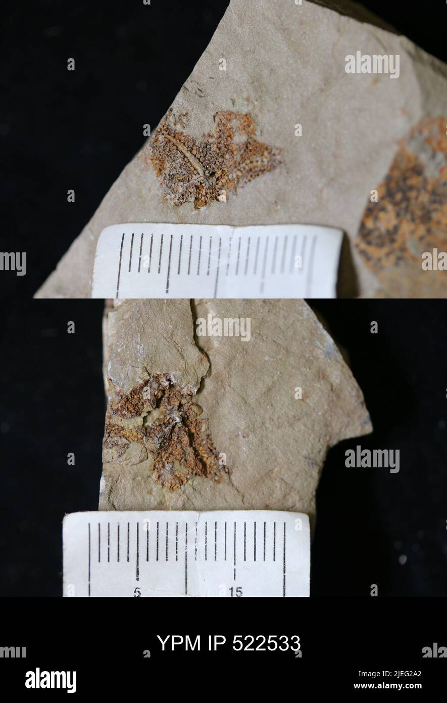 Asterozoa echinoderm hi-res stock photography and images - Alamy