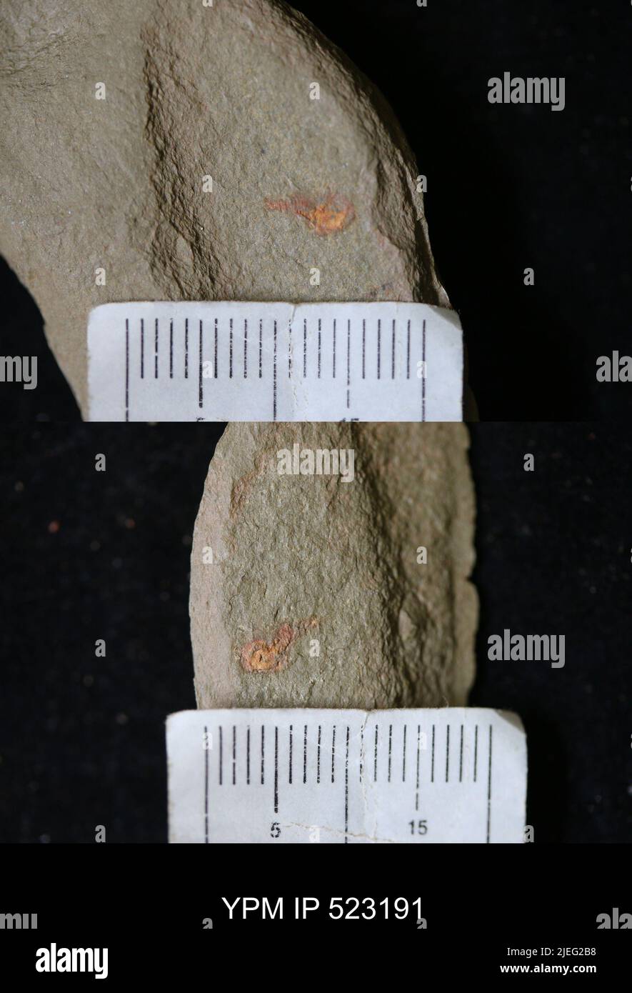 Xiphosurida hi-res stock photography and images - Alamy