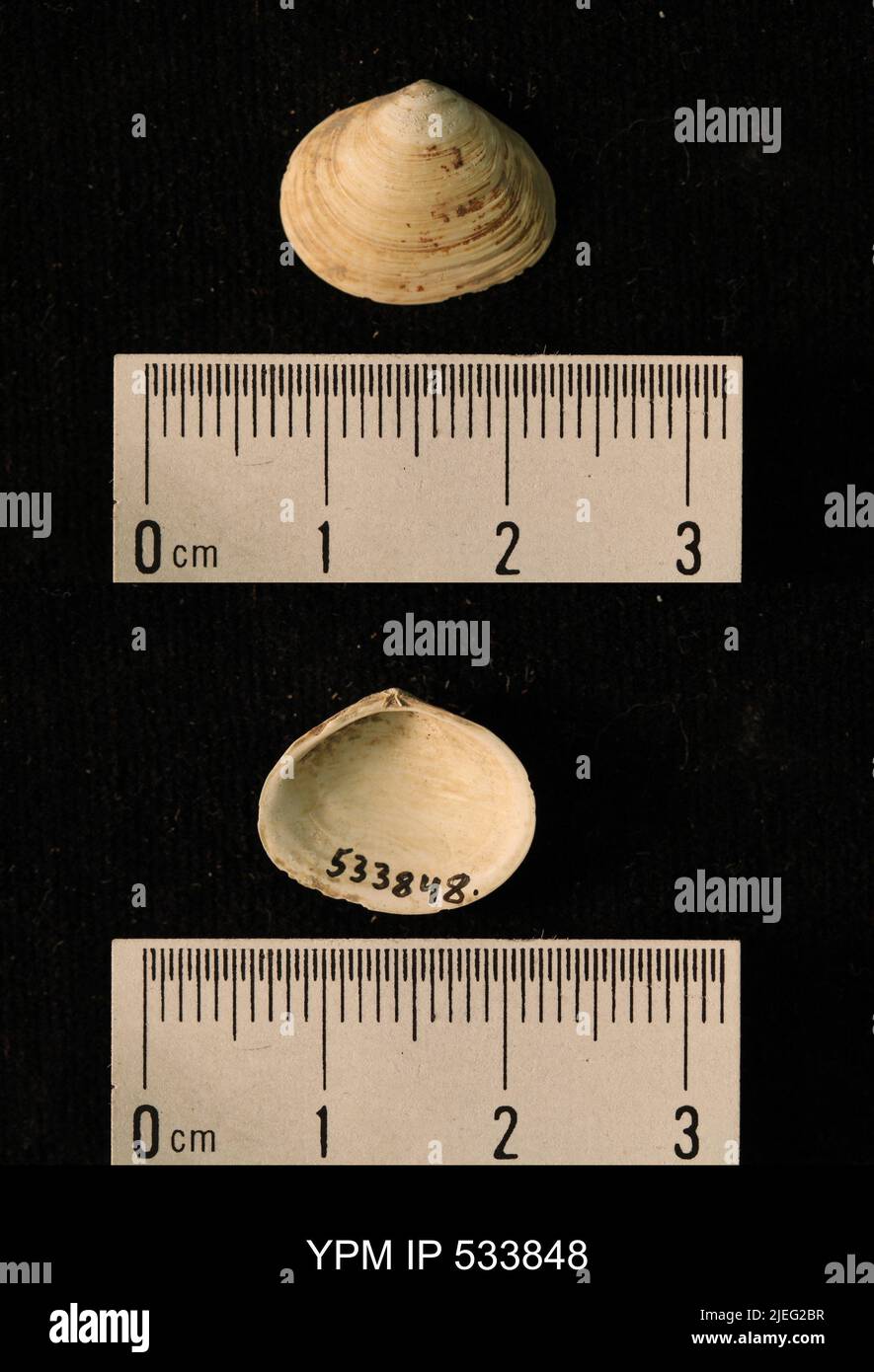 Macoma calcarea gmelin hi-res stock photography and images - Alamy