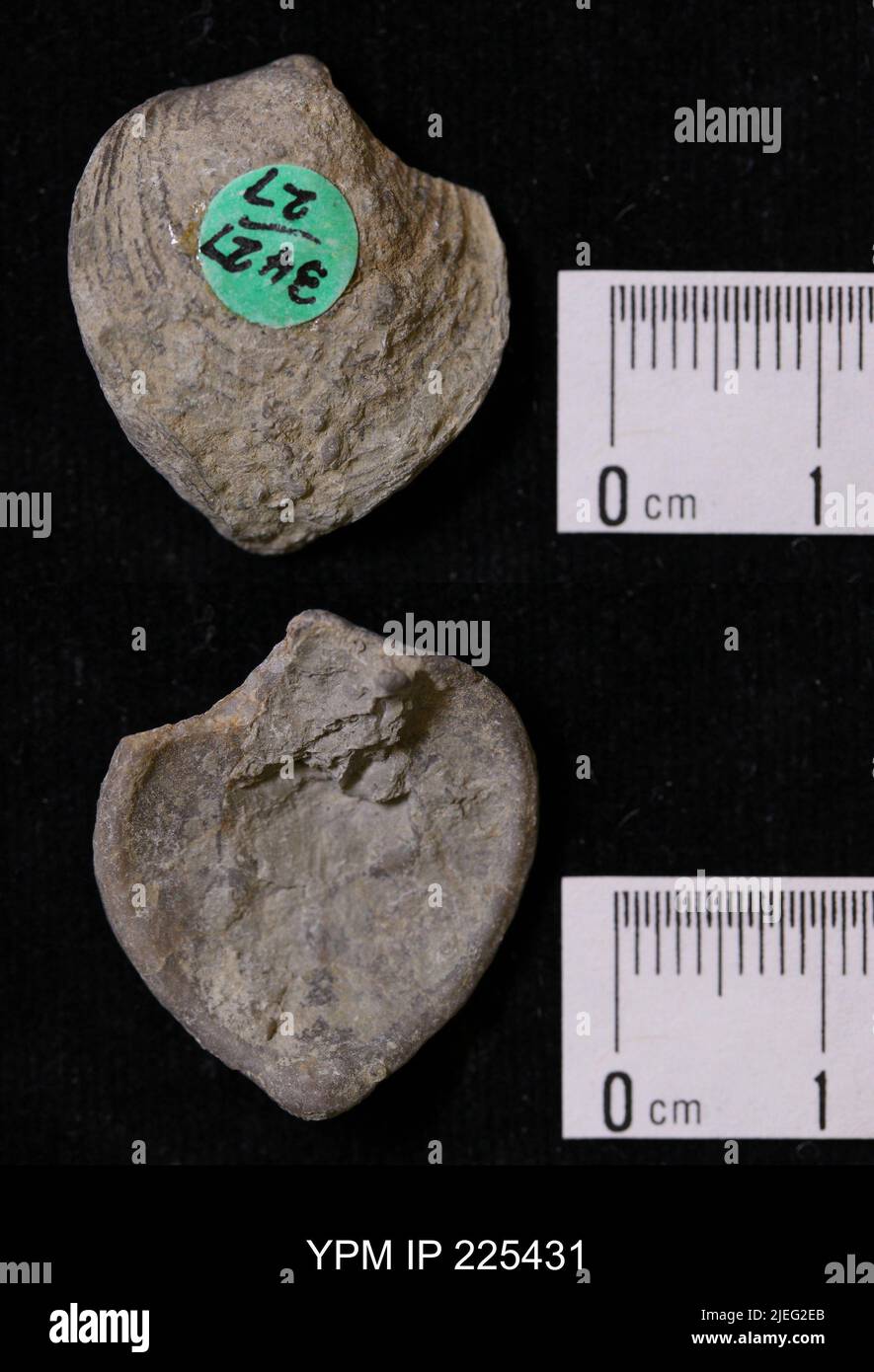 Atrypa sp animalia hi-res stock photography and images - Alamy