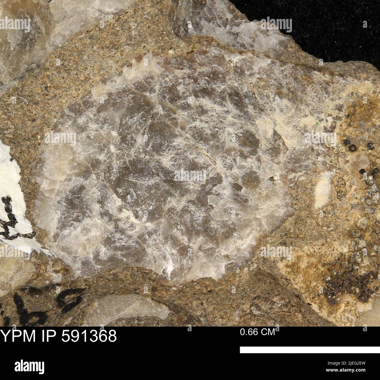 Translucida hi-res stock photography and images - Alamy