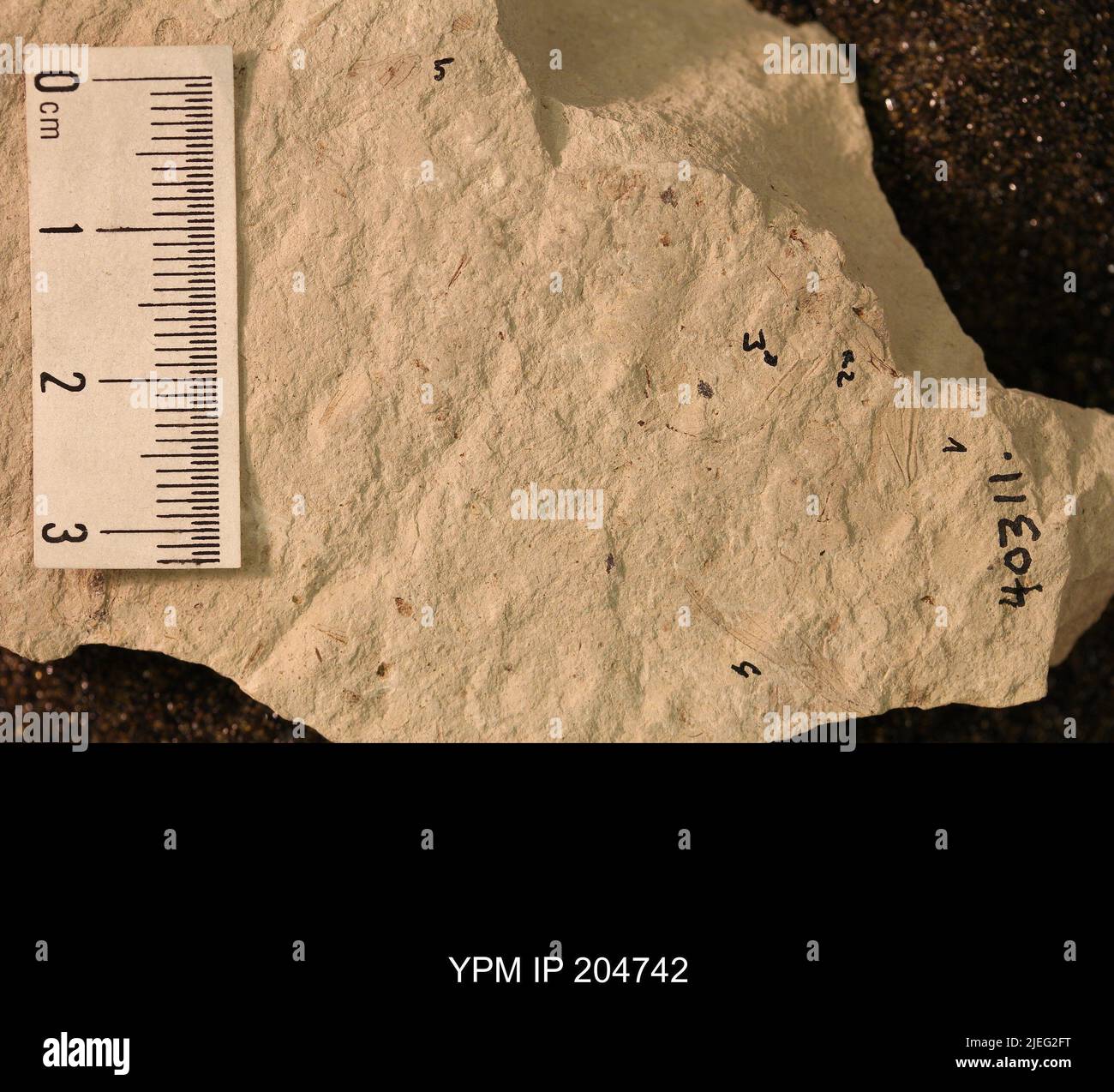 Odonata animalia hi-res stock photography and images - Alamy