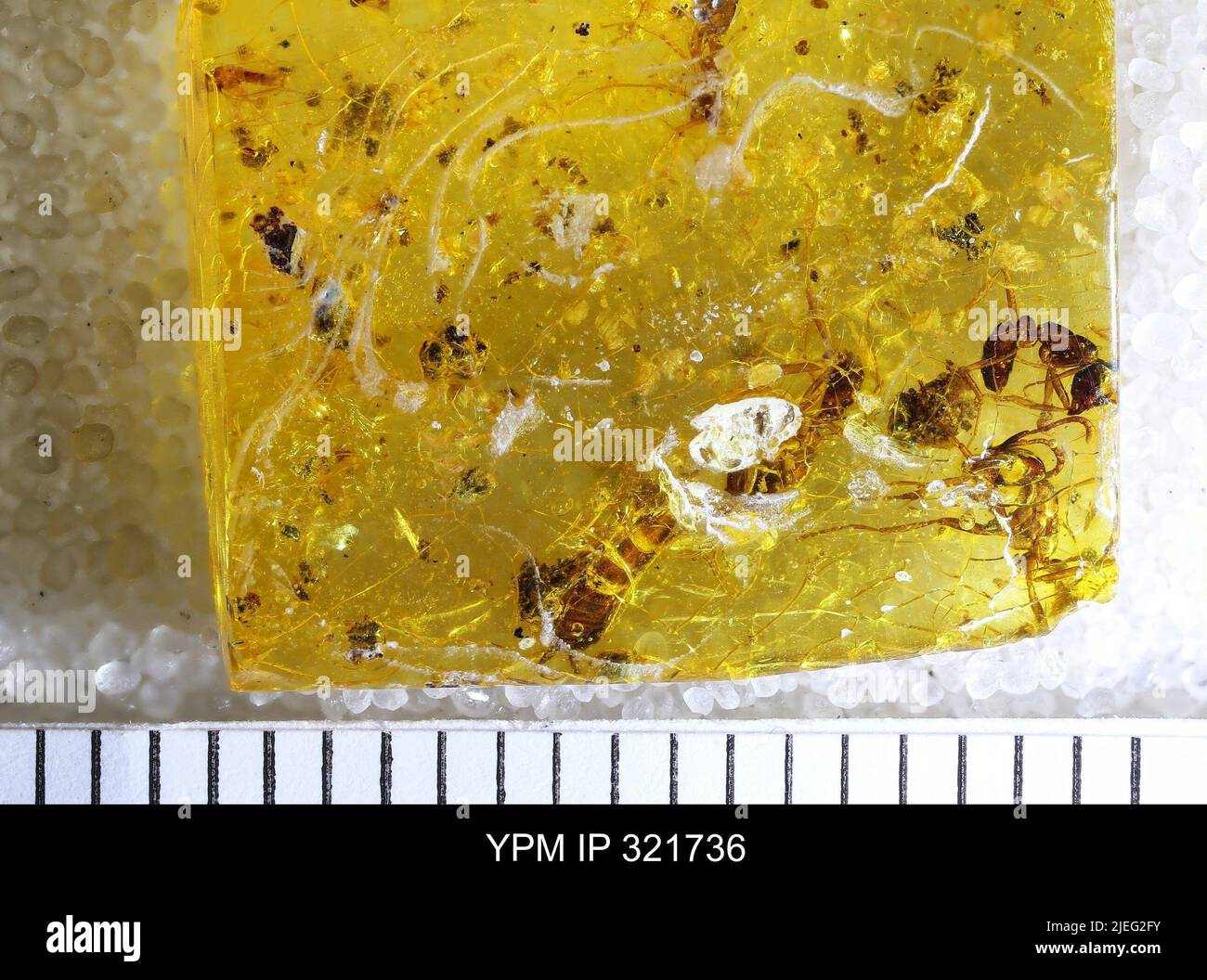 Undet formicidae animalia hi-res stock photography and images - Alamy