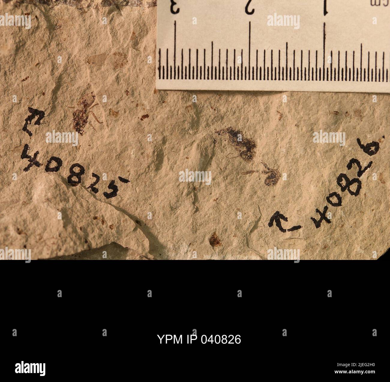 Undet pterygota animalia hi-res stock photography and images - Alamy