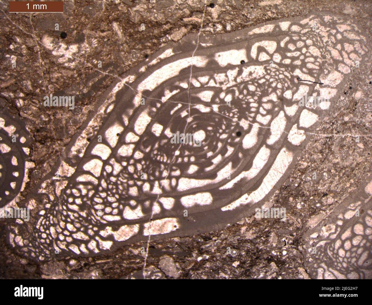 Triticites creekensis thompson hi-res stock photography and images - Alamy