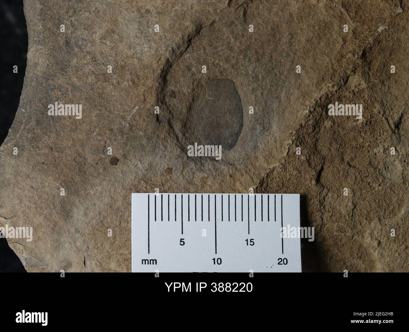 Erieopterus microphthalmus microphthalmus hall animalia hi-res stock ...