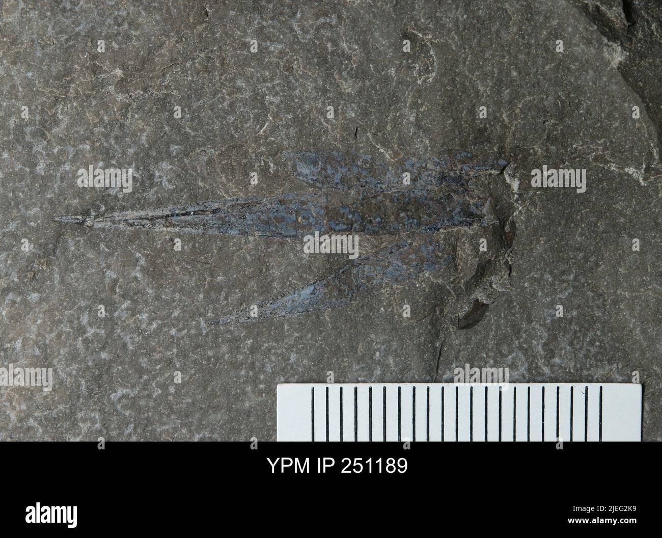 Crustaceans body structure hi-res stock photography and images - Alamy