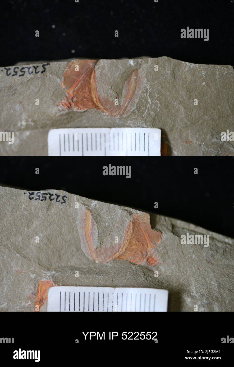 Cothurnocystis sp animalia hi-res stock photography and images - Alamy