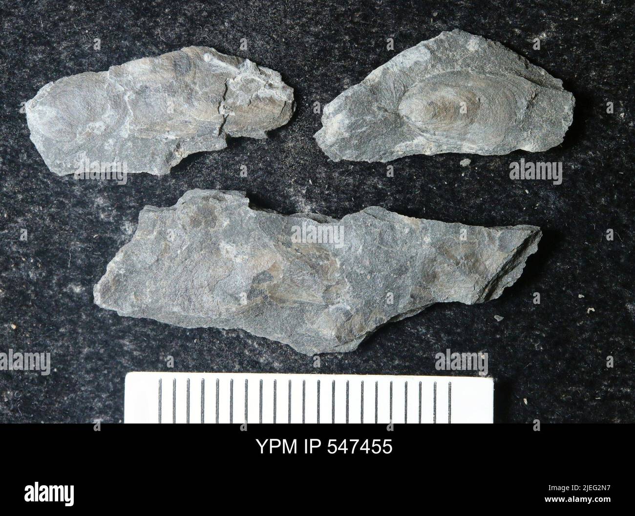 Lingulida hi-res stock photography and images - Alamy