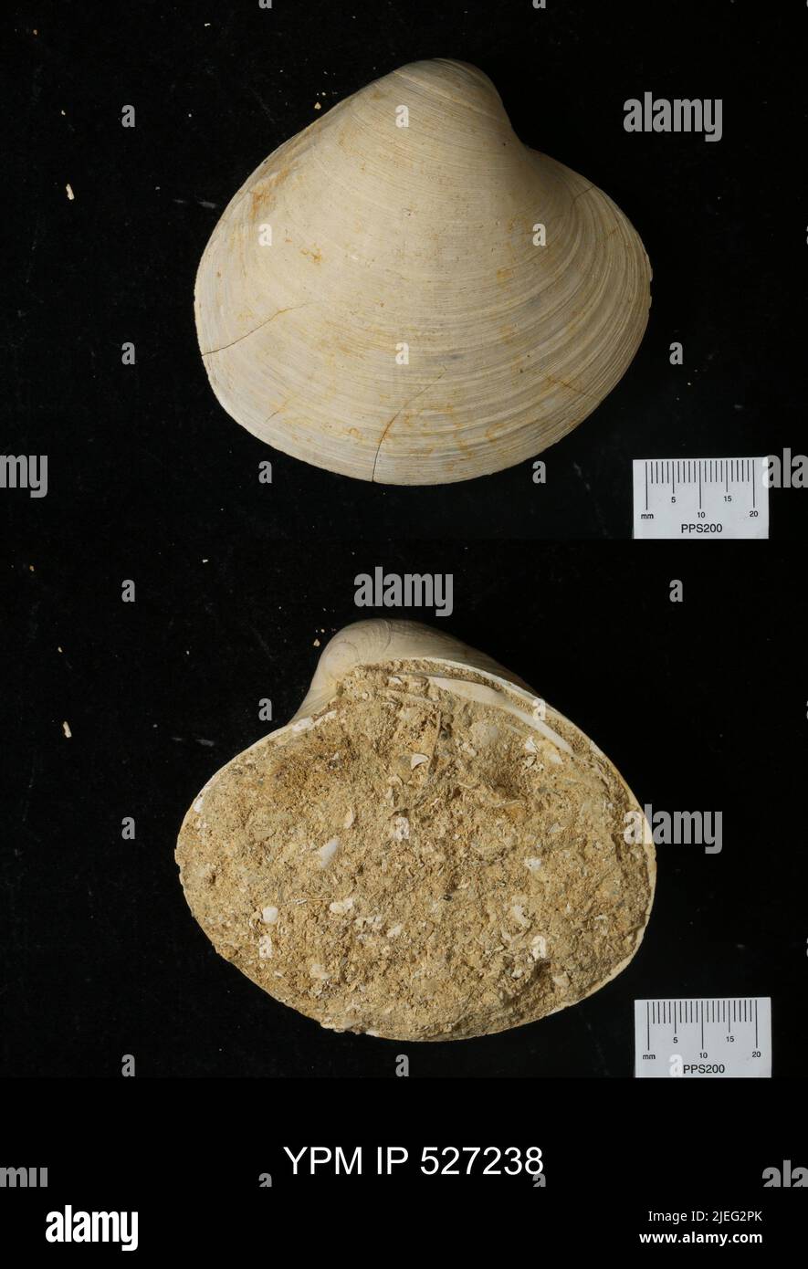 Cyprina islandica animalia hi-res stock photography and images - Alamy