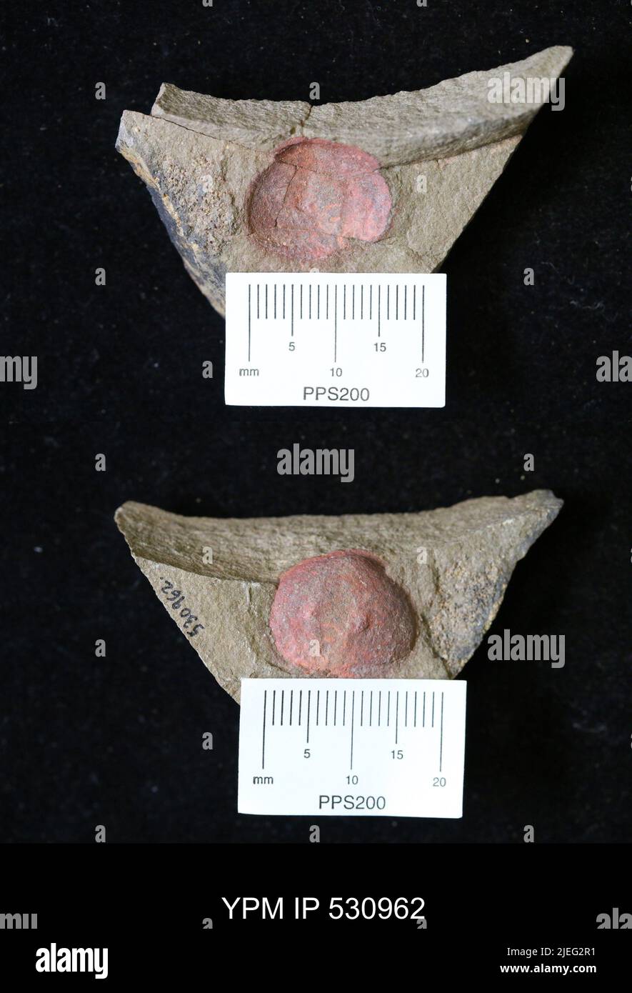 Cephalothorax structure hi-res stock photography and images - Alamy