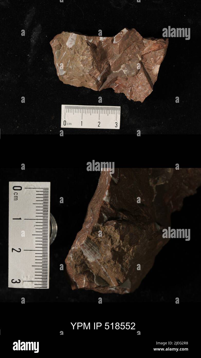 1890 animalia hi-res stock photography and images - Alamy