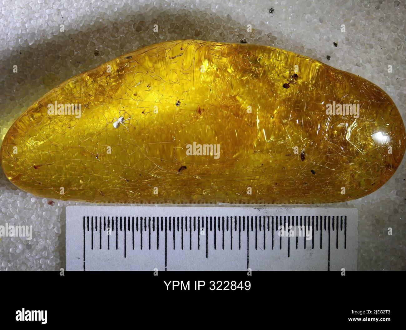 Undet araneae animalia hi-res stock photography and images - Alamy