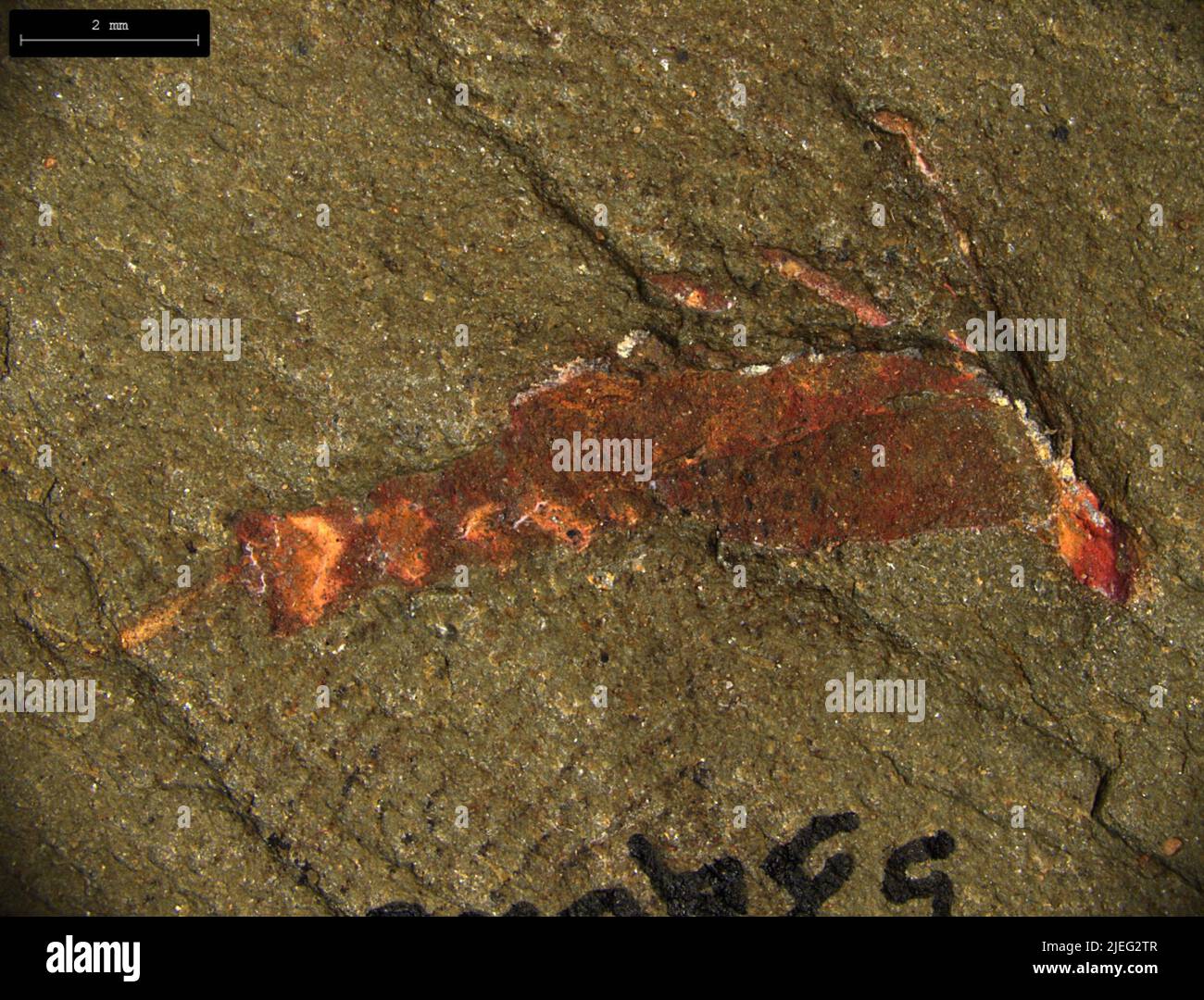 Xiphosurida hi-res stock photography and images - Alamy