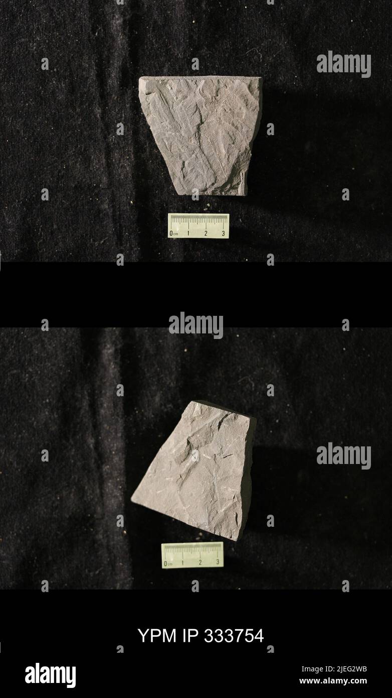 1873 animalia hi-res stock photography and images - Alamy