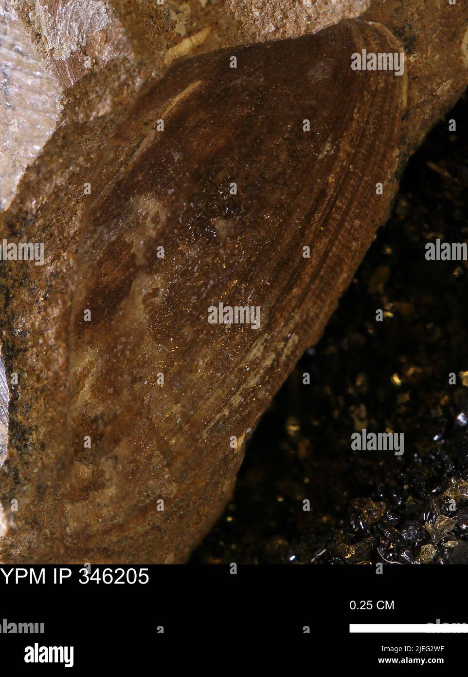 Undet bivalvia animalia hi-res stock photography and images - Alamy