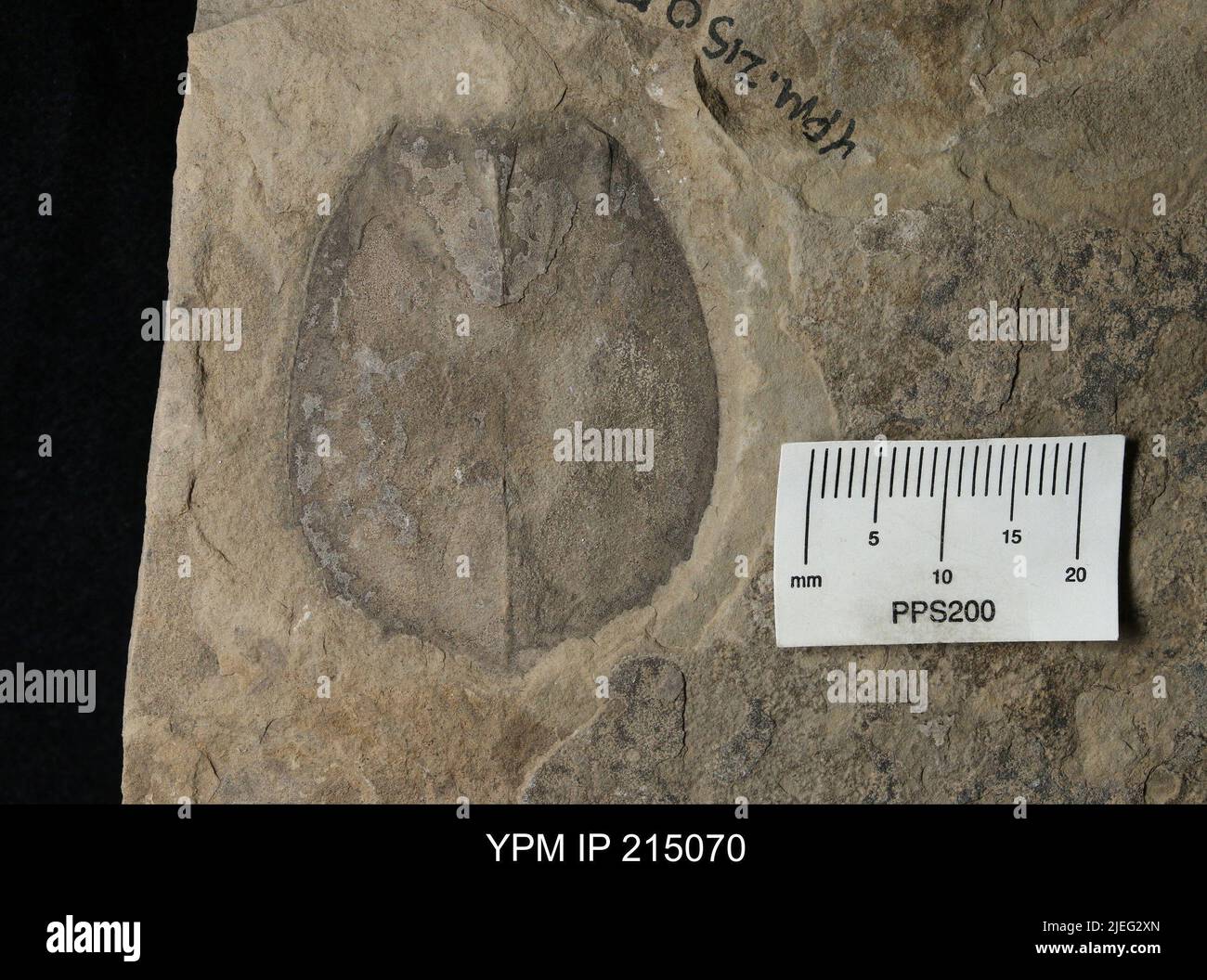 Pterygotus (Acutiramus) macrophthalmus (Hall Stock Photo - Alamy