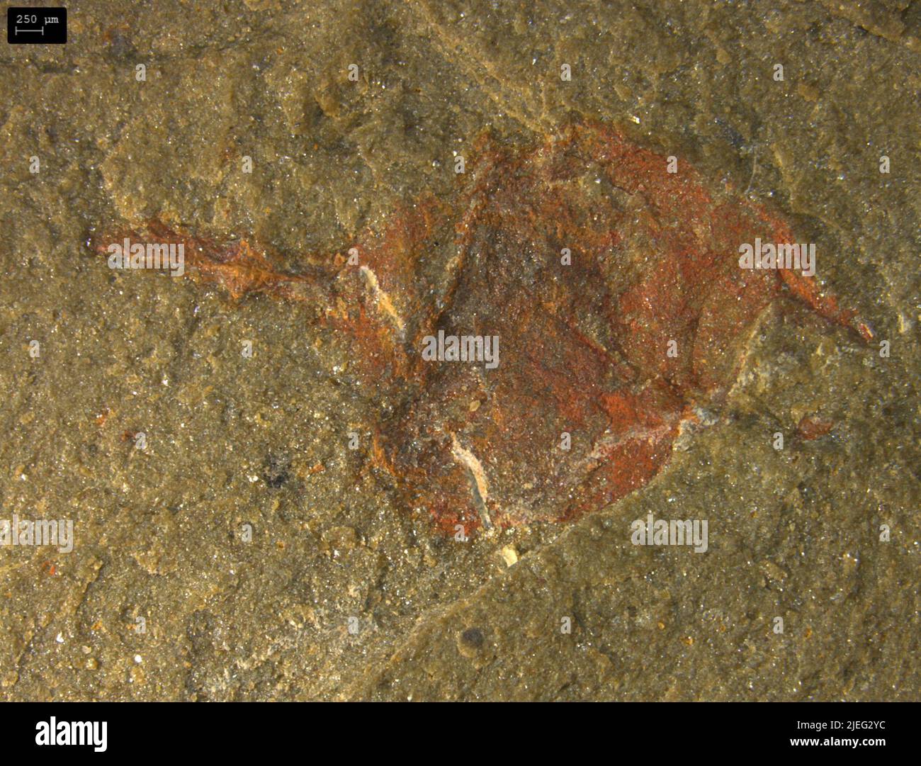 Undet homalozoa animalia hi-res stock photography and images - Alamy