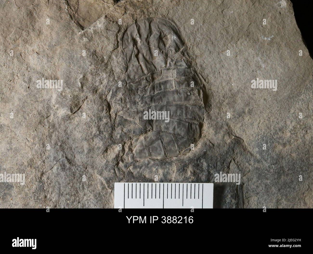 Eurypterus sp animalia hi-res stock photography and images - Alamy