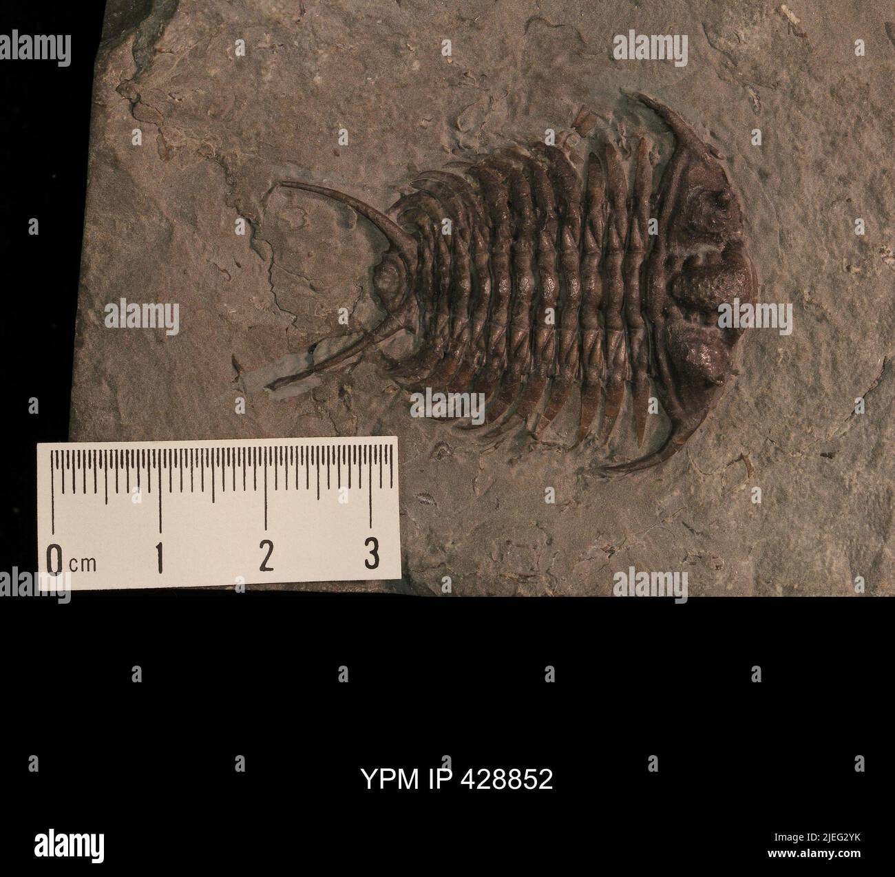 Ceraurus pleurexanthemus green hi-res stock photography and images - Alamy