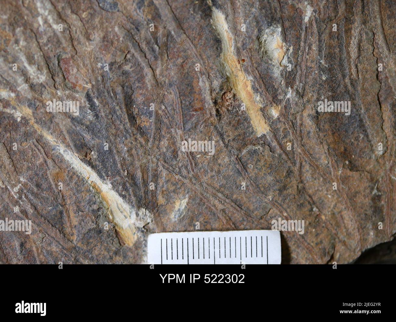 Graptolithina graptolites hi-res stock photography and images - Alamy