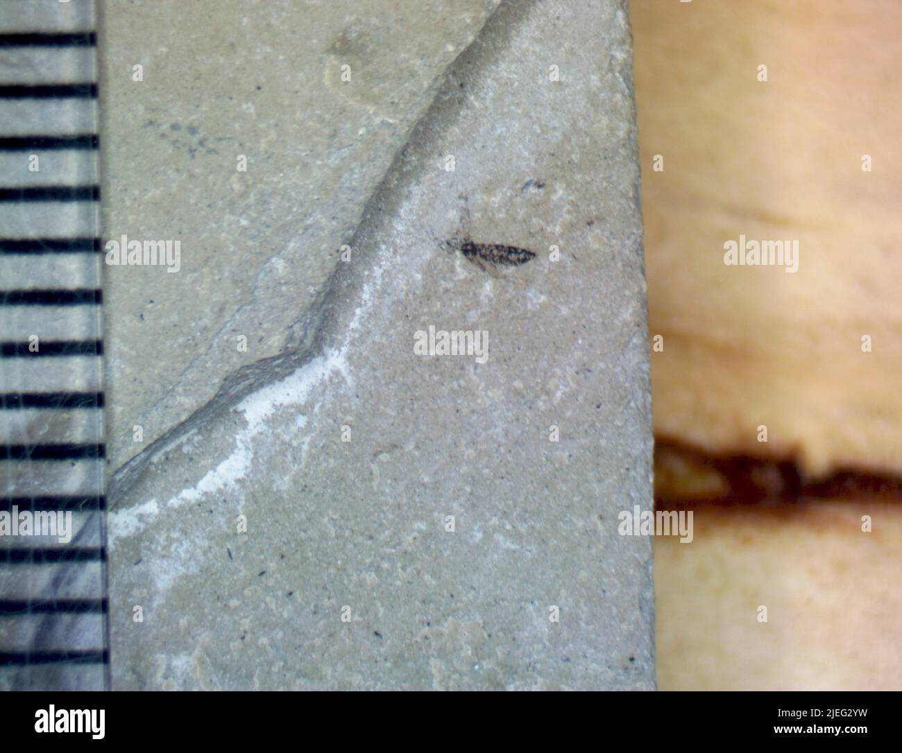 Ptery hi-res stock photography and images - Alamy