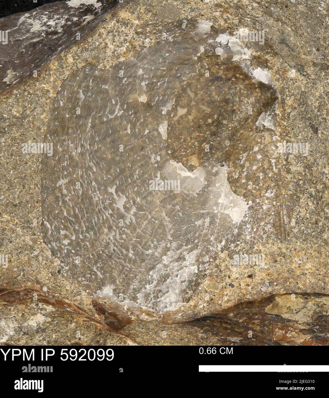 Molluscan anatomy hi-res stock photography and images - Alamy